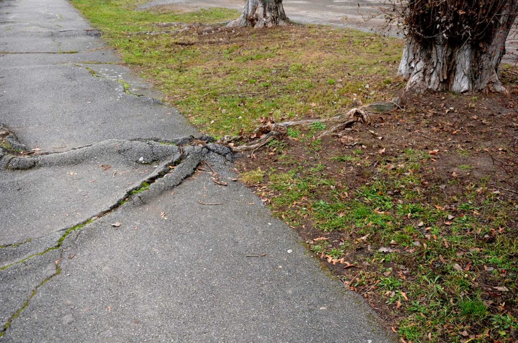 Tree Roots: Underground Menace? - Arbor Care Tree Specialists
